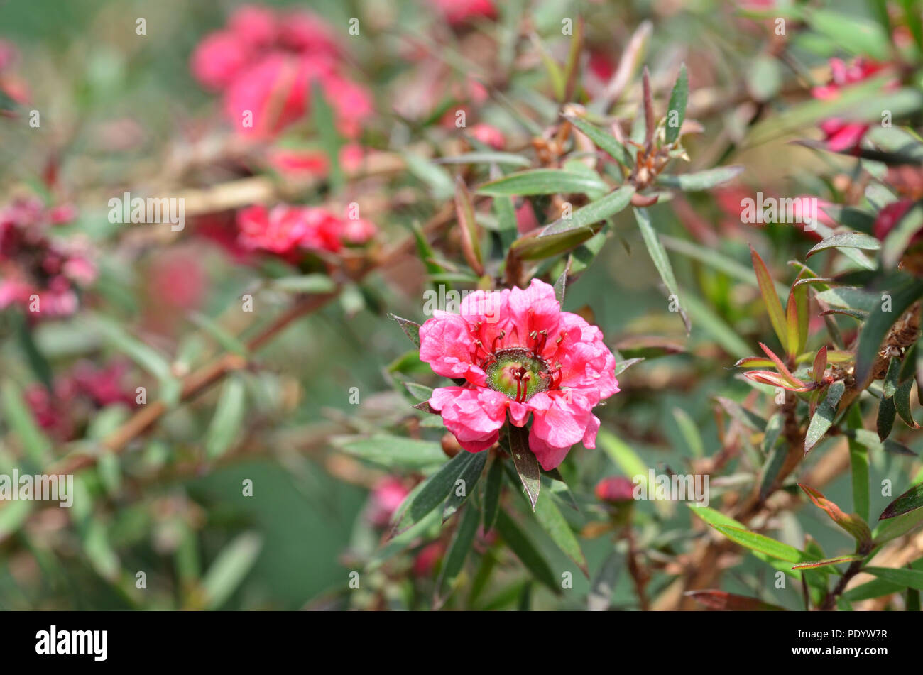 Manuka myrtle's white-pink flower blooming (Leptospermum scoparium ...