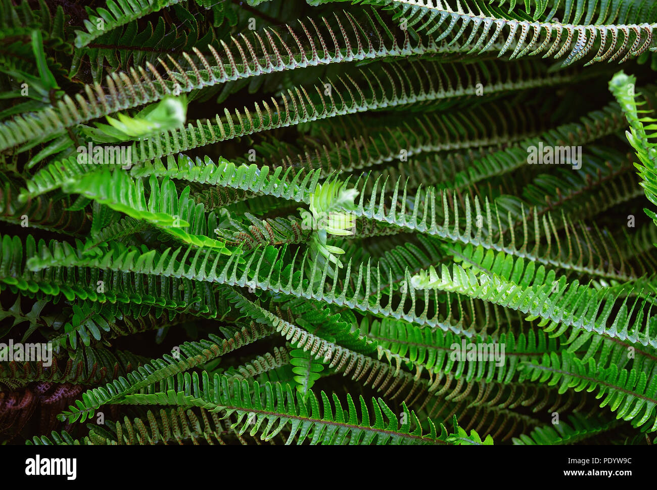 Close Up Photo of Tropical Lush Fern Leaf Pattern Stock Photo - Alamy