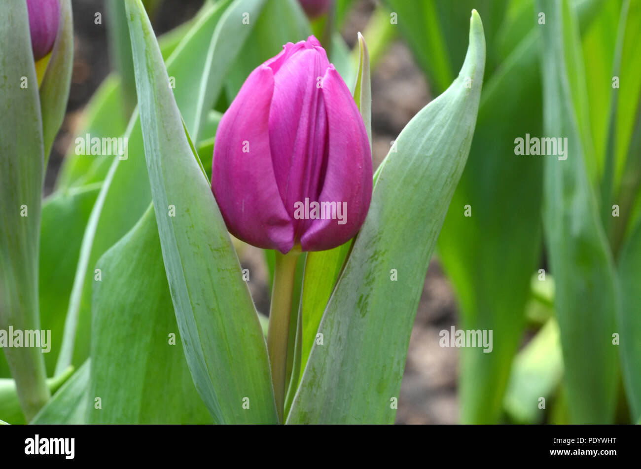 Beautiful close up of tulips in Gardens by the Bay, Singapore Stock ...