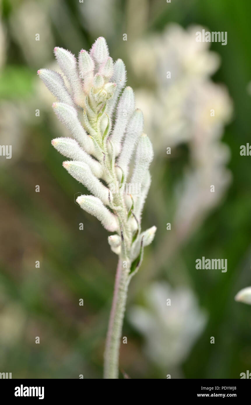 Closeup of kangaroo paw plant, anigozanthos, Australia Stock Photo - Alamy
