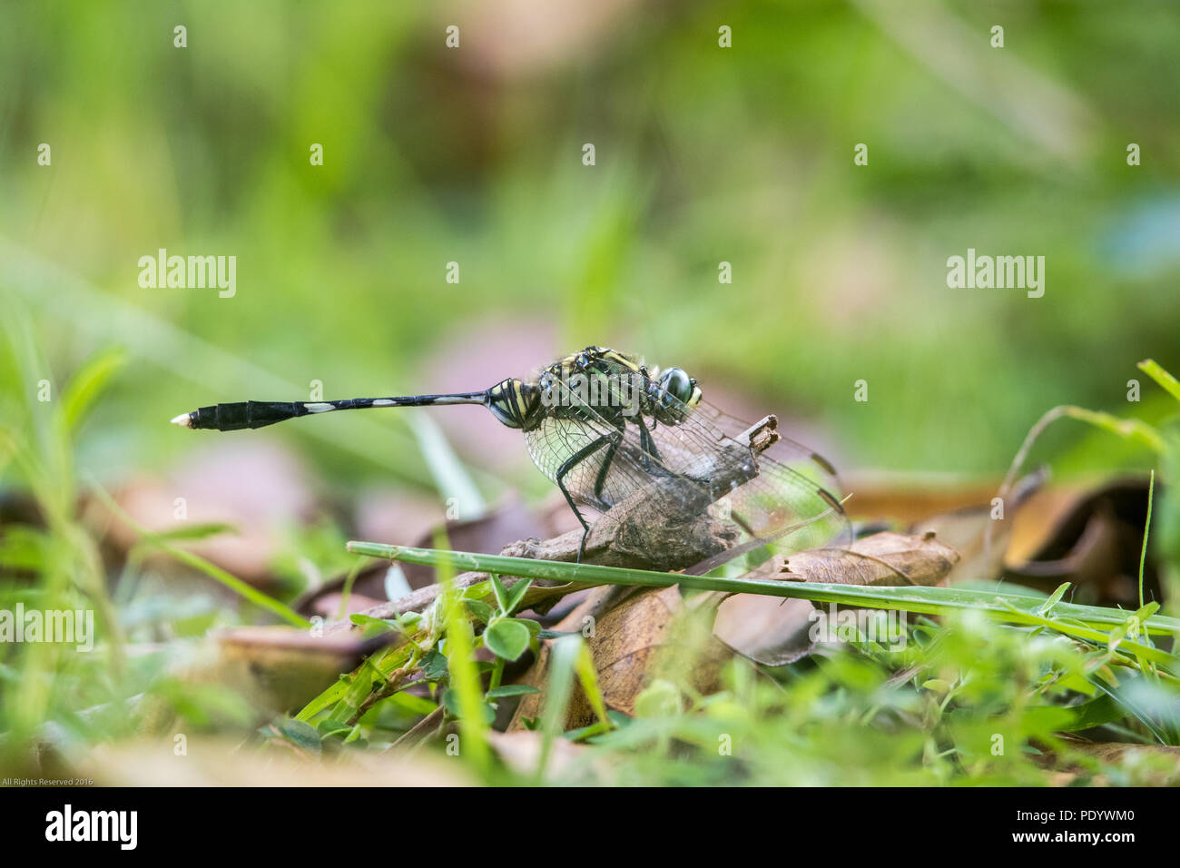 Portrait of dragonfly - Green Skimmer Stock Photo - Alamy