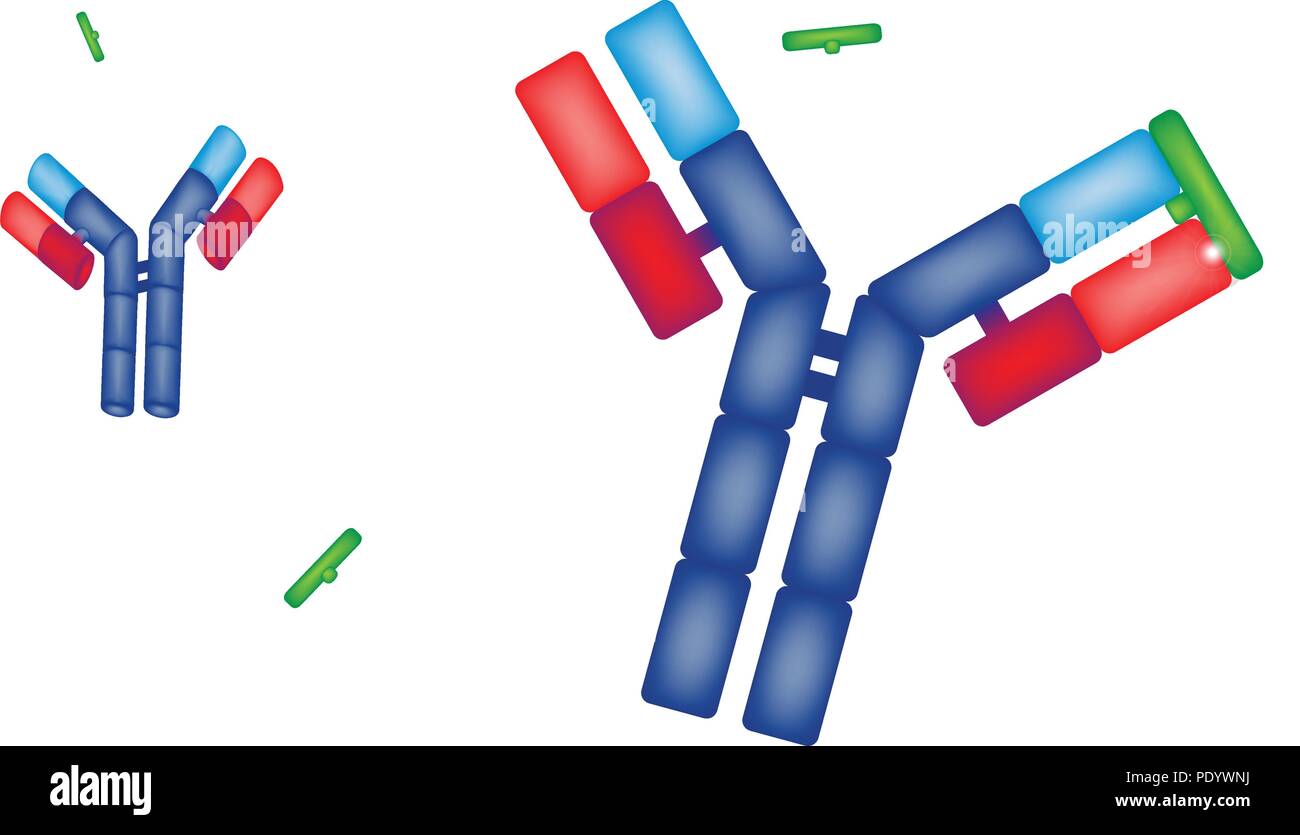 stylistic illustration of antibody, microbiology , drug on white ...