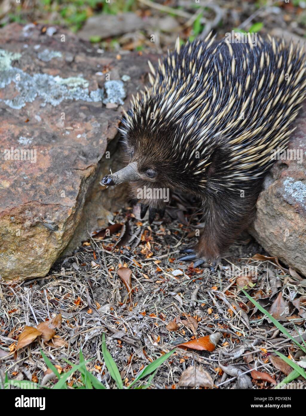 Australian mammal hi-res stock photography and images - Alamy