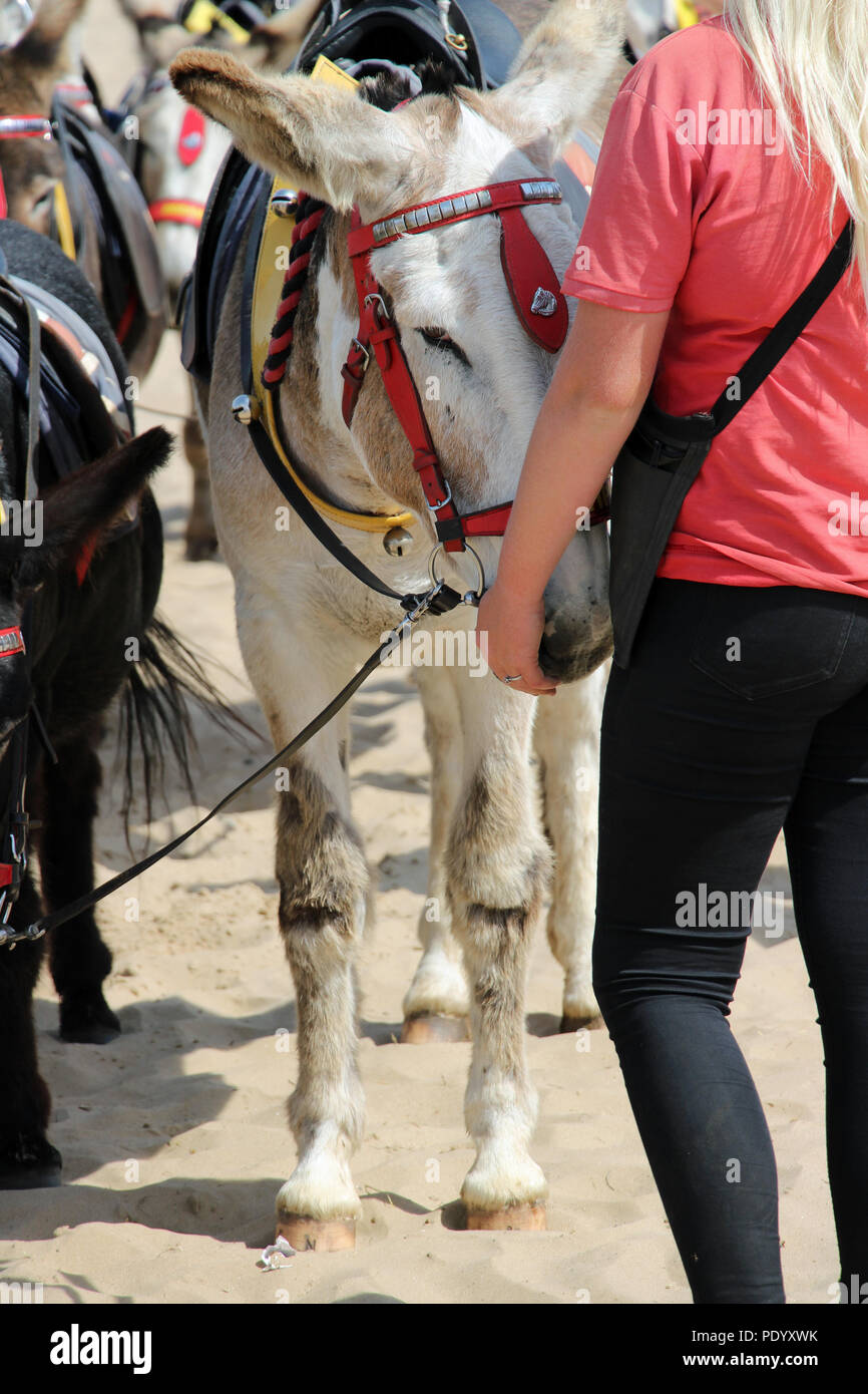 Mablethorpe beach, UK. 4th August 2018. On a Summers day, a donkey ...