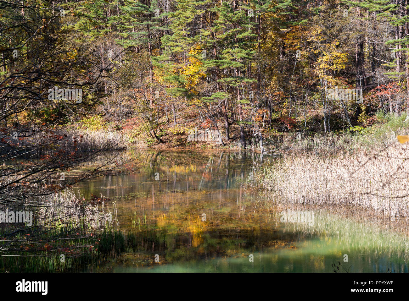 Goshiki-numa Five Colour Pond in Autumn, Urabandai, Fukushima, Japan ...