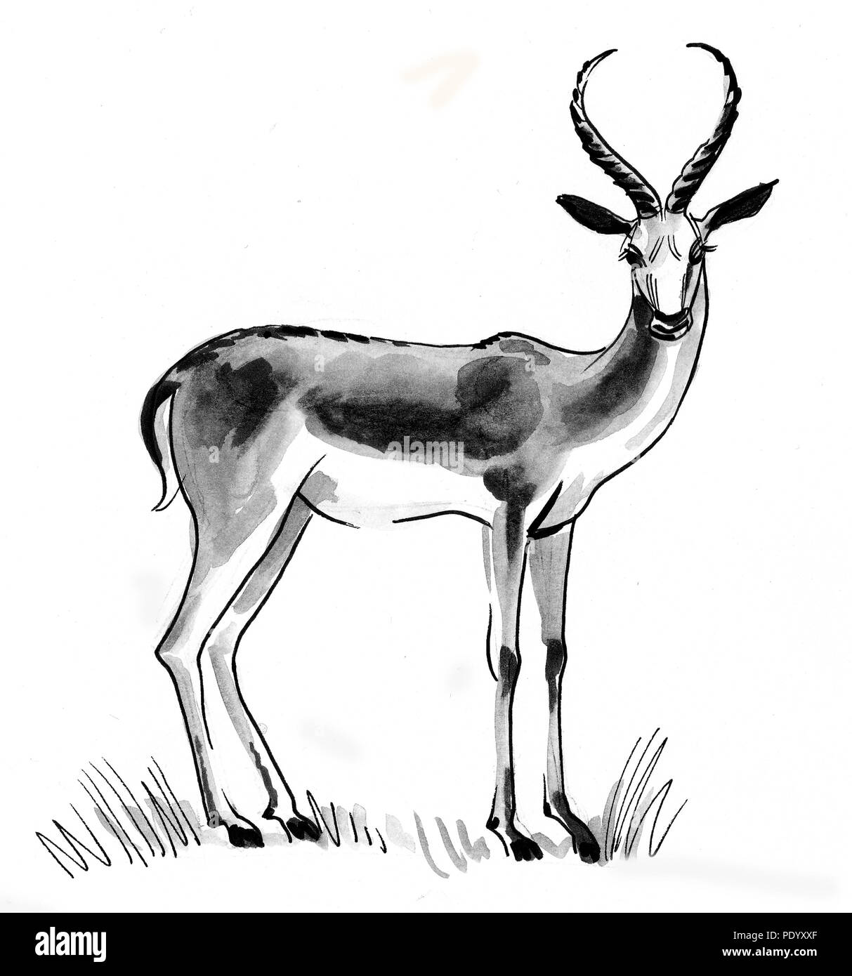 Antelope Drawing