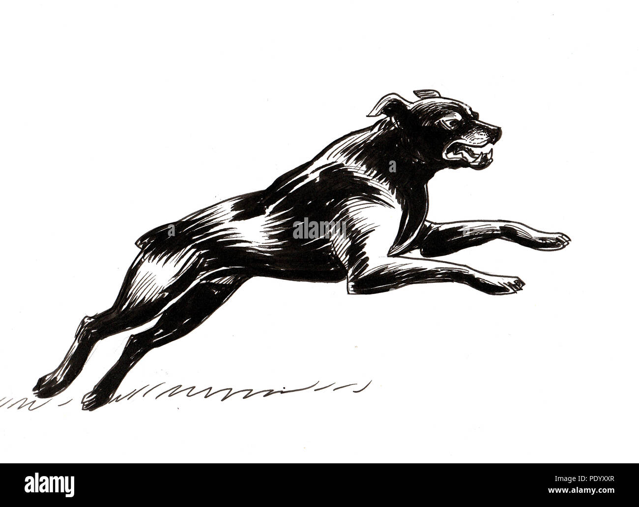 Running black dog. Ink illustration Stock Photo - Alamy