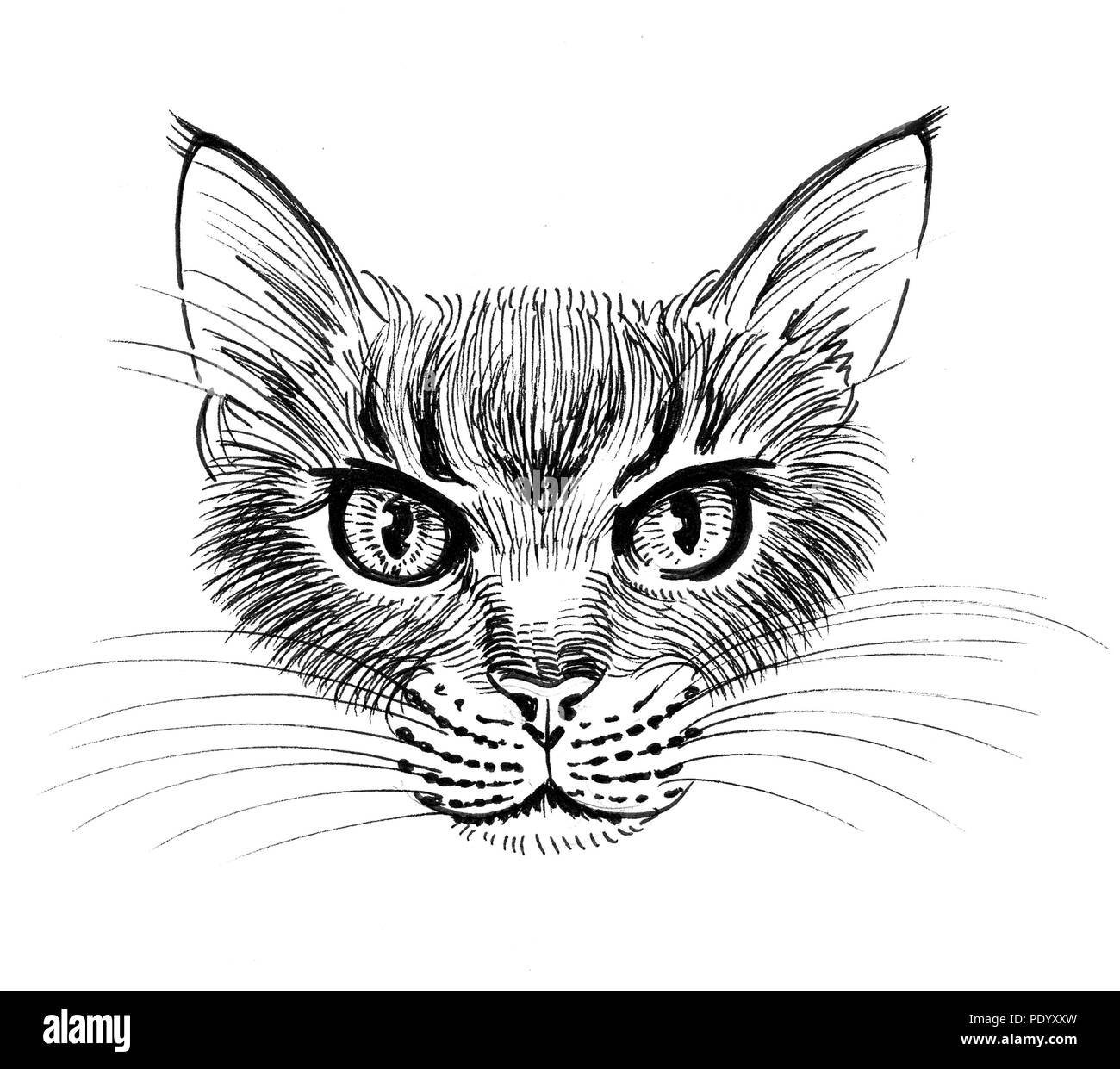 Serious cat head. Ink black and white illustration Stock Photo - Alamy