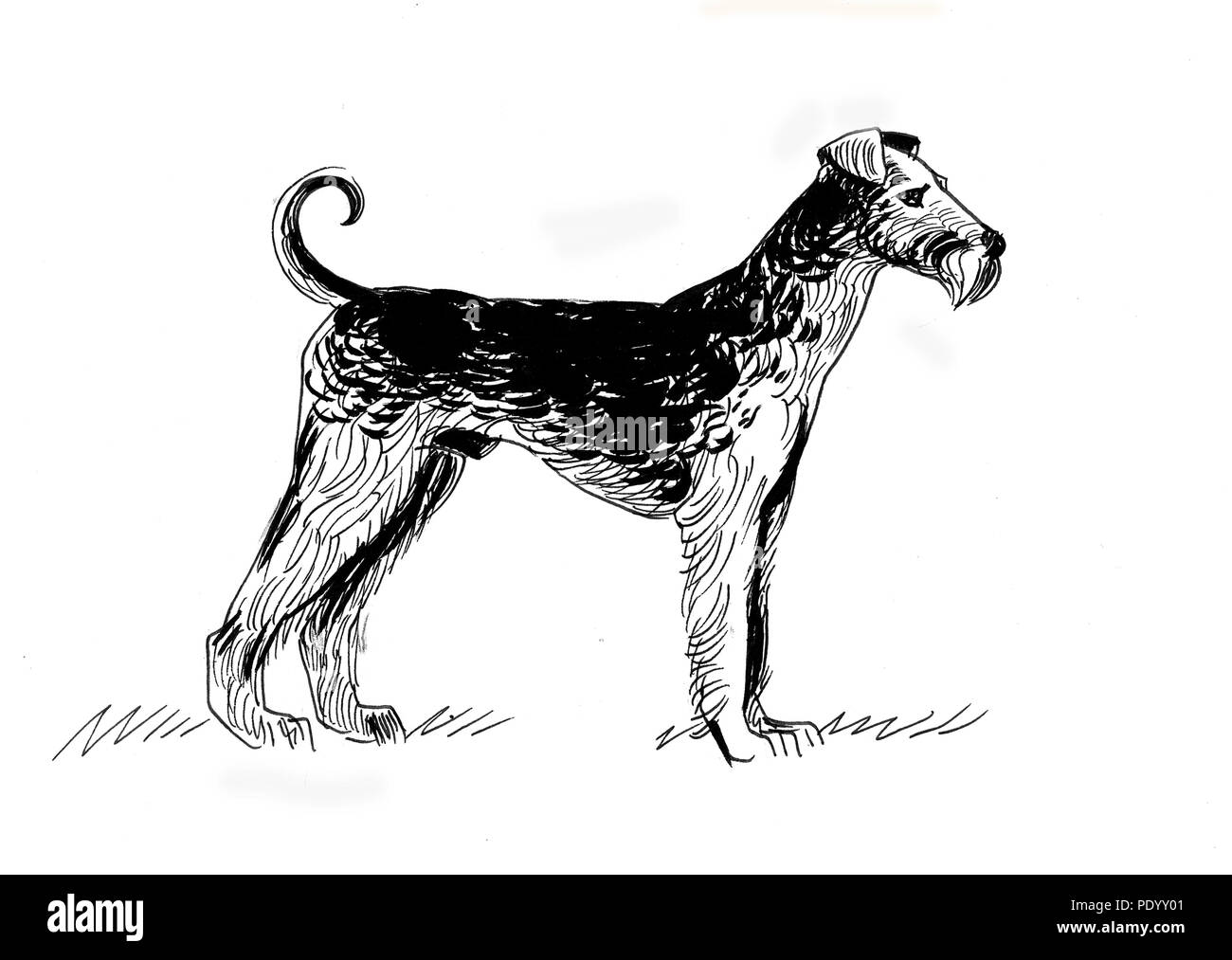 Fox terrier dog sketch. Ink black and white drawing Stock Photo - Alamy
