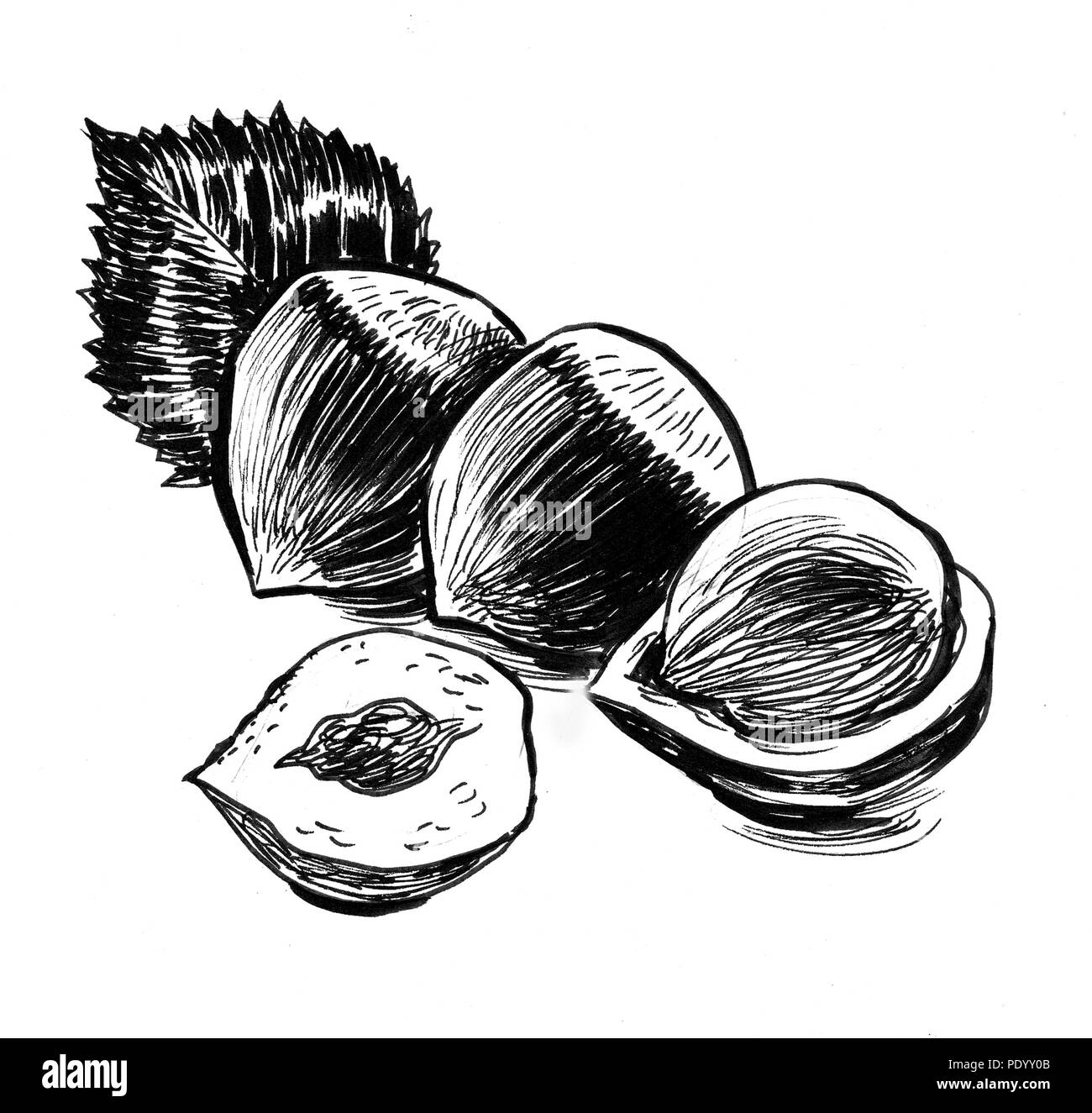 A bunch of chestnut. Ink black and white drawing Stock Photo - Alamy