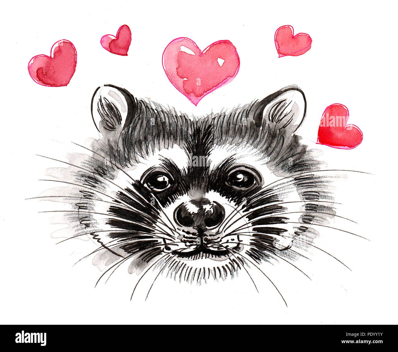 Ink and watercolor illustration of a raccoon head and red hearts Stock ...
