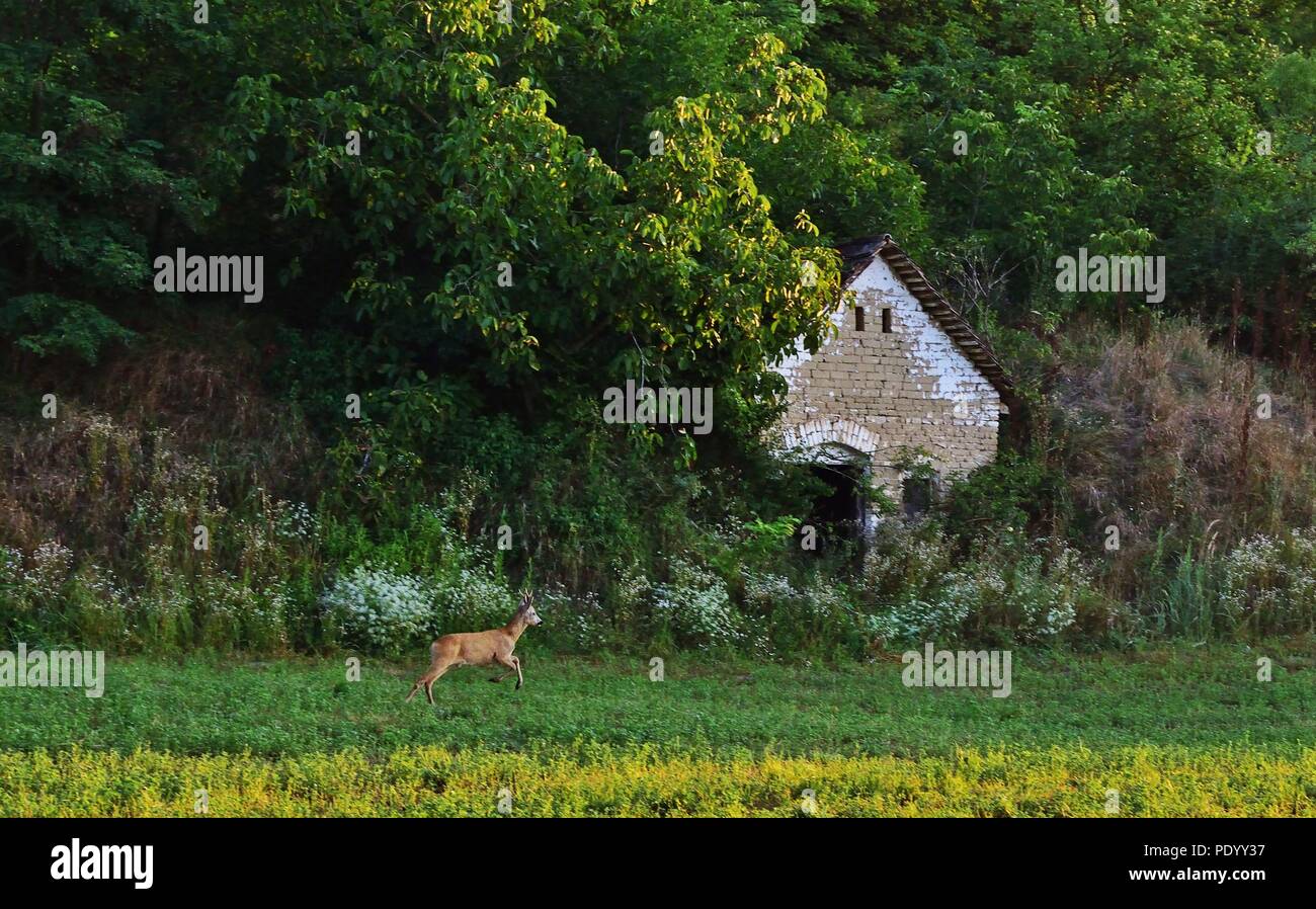 Roebuck wild hi-res stock photography and images - Alamy