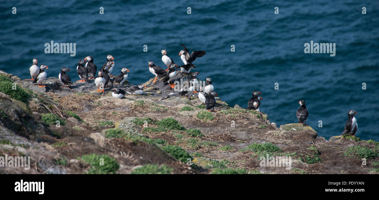 A colony of Atlantic Puffins (Fratercula arctica) on a cliff edge in ...