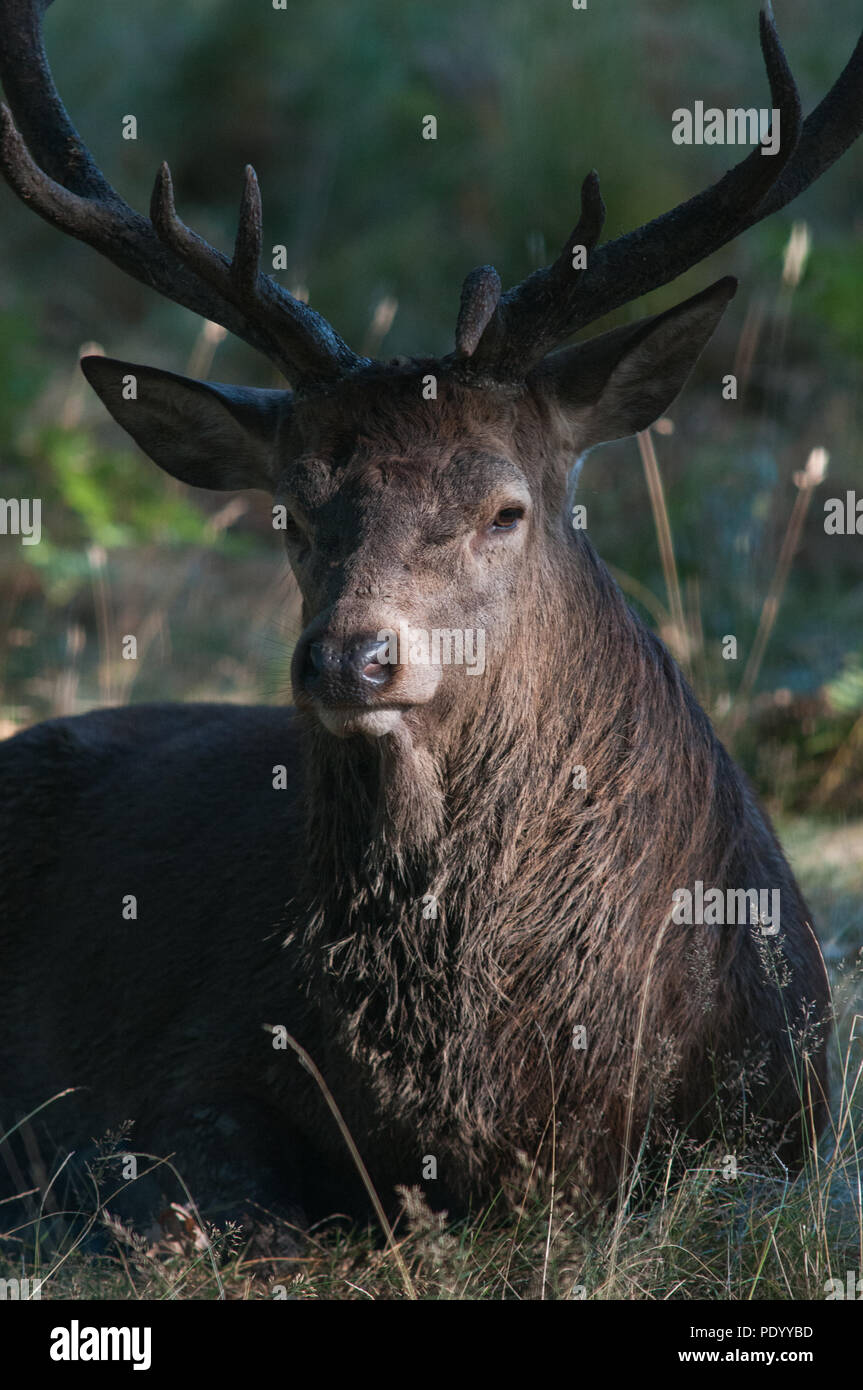 Red stag scotland tree hi-res stock photography and images - Alamy