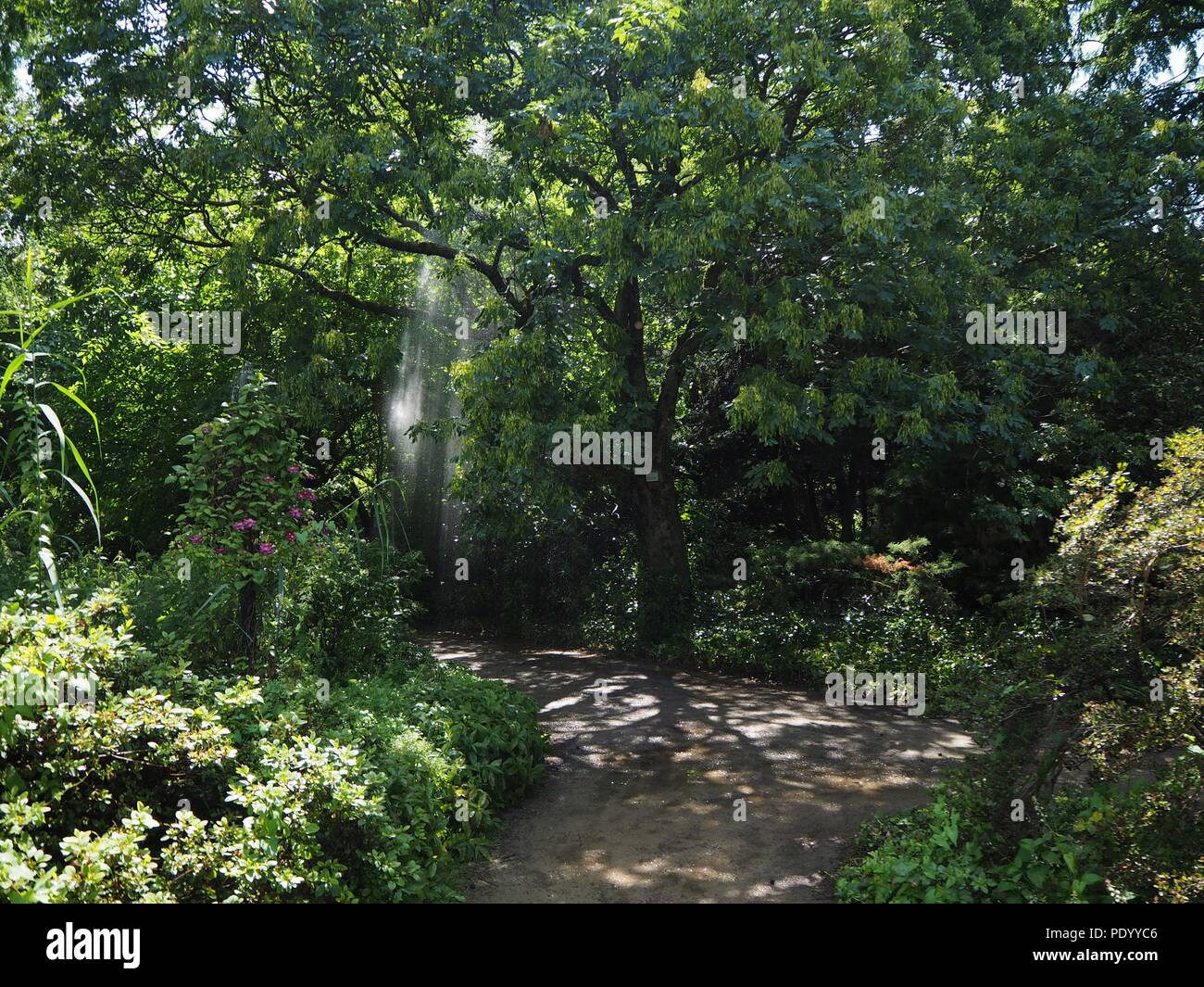 Lush green tree in the botanical gardens of Cologne Stock Photo - Alamy