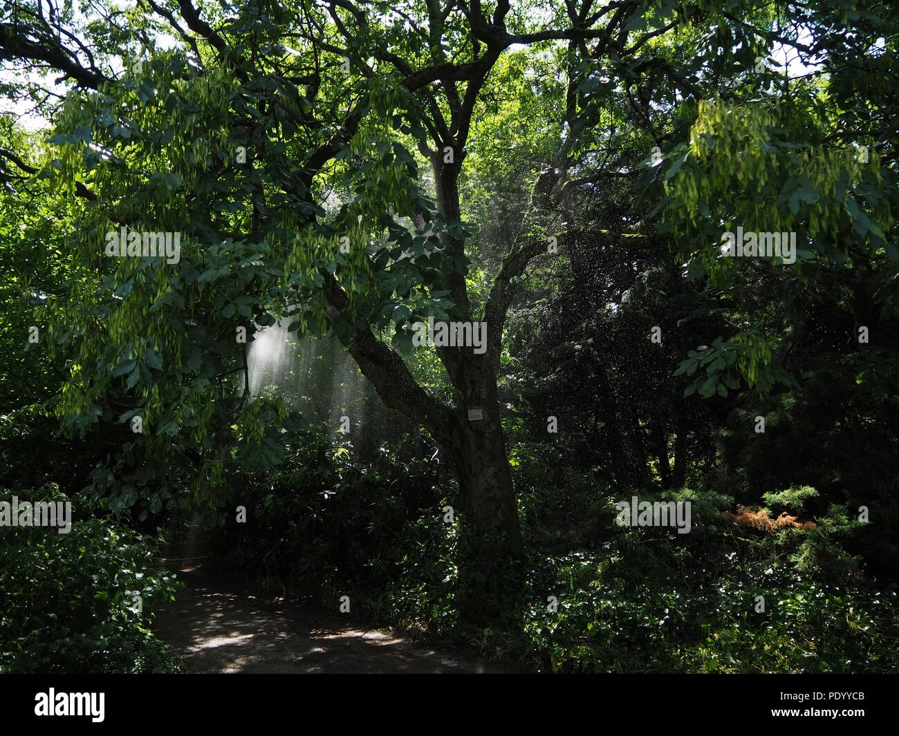 Lush green tree in the botanical gardens of Cologne Stock Photo - Alamy