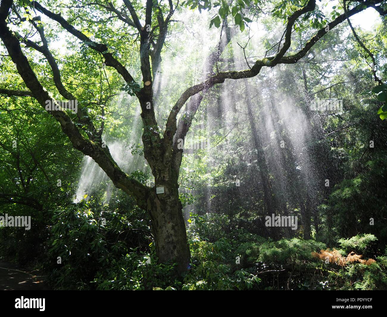 Lush green tree in the botanical gardens of Cologne Stock Photo - Alamy