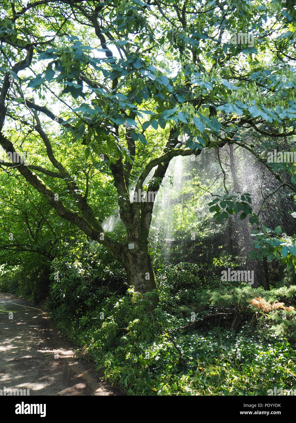 Lush green tree in the botanical gardens of Cologne Stock Photo - Alamy