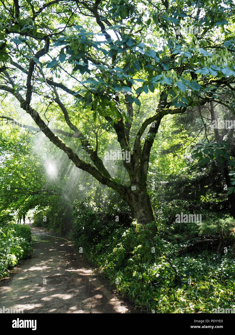 Lush green tree in the botanical gardens of Cologne Stock Photo - Alamy