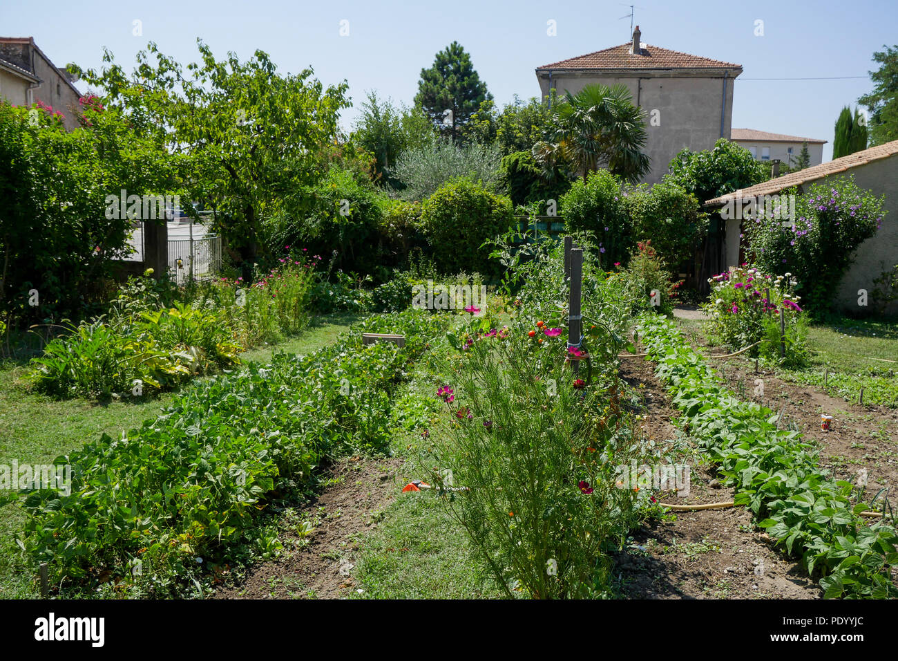 Vegetable garden, Livron, Drôme, France Stock Photo - Alamy