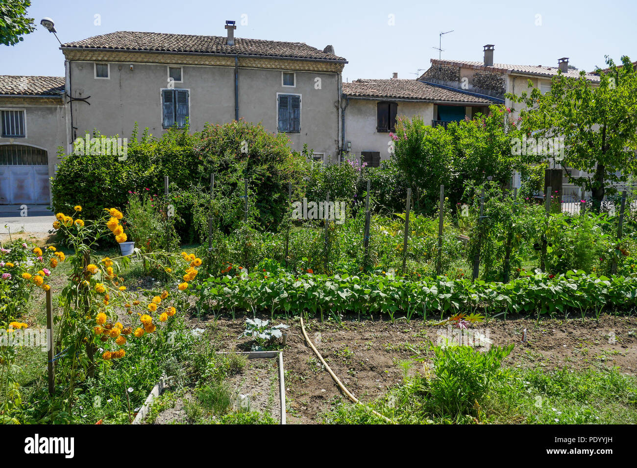 Vegetable garden, Livron, Drôme, France Stock Photo - Alamy
