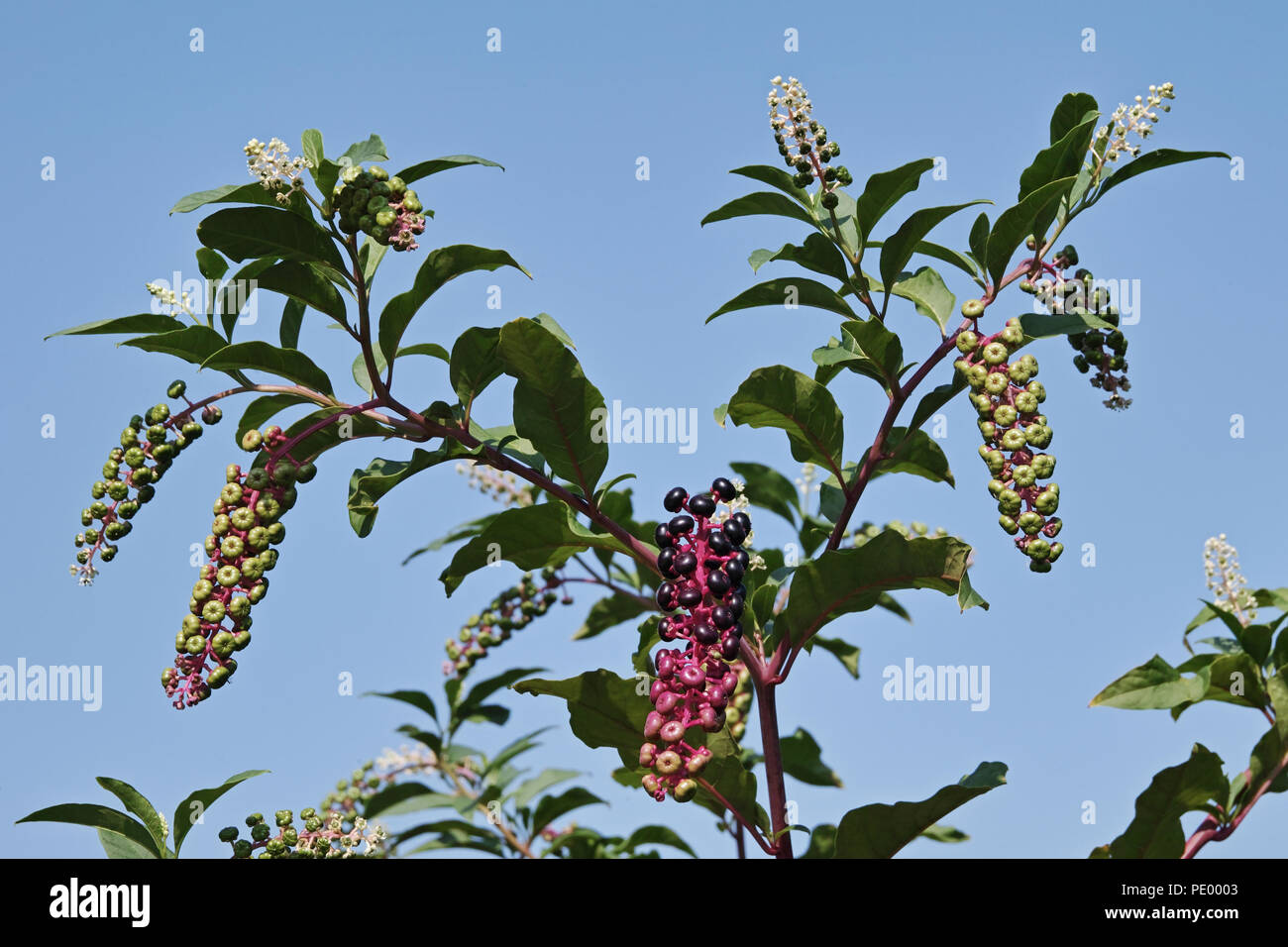 pokeweed plant with berries at various ripening levels Stock Photo - Alamy