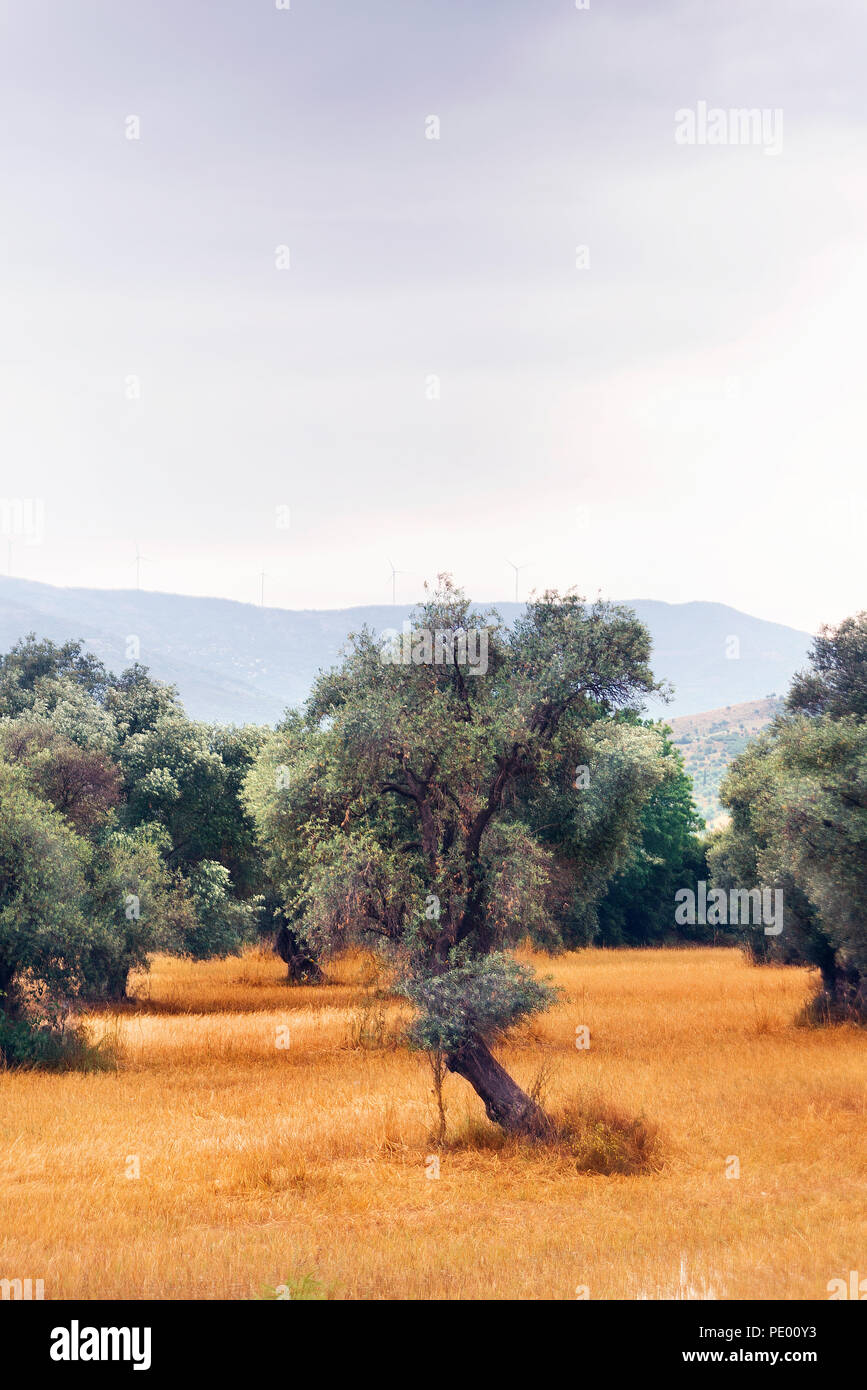 Vertical view of olive tree field with cloudy sky Stock Photo - Alamy