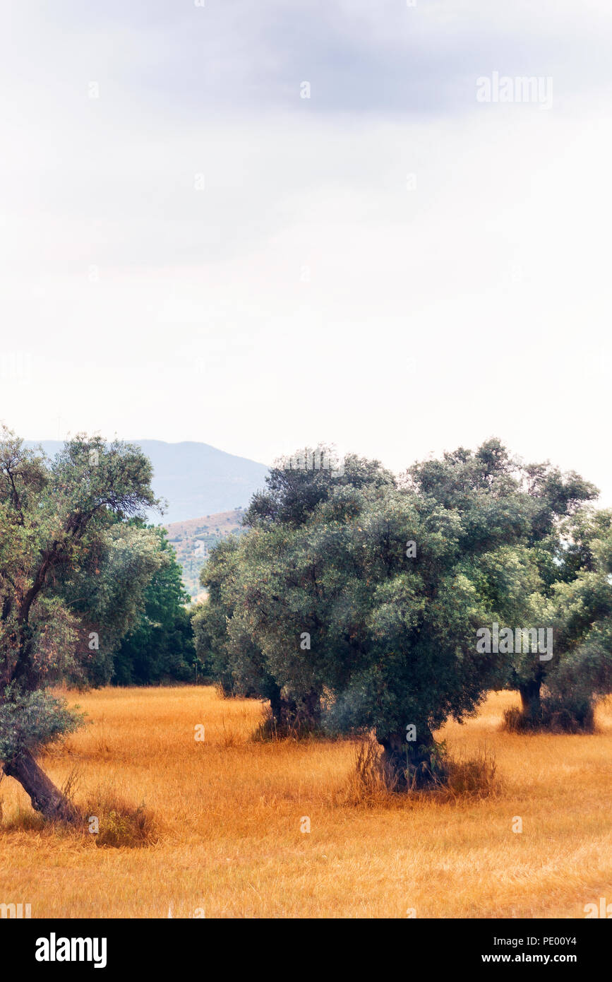Vertical view of olive tree field with cloudy sky Stock Photo - Alamy