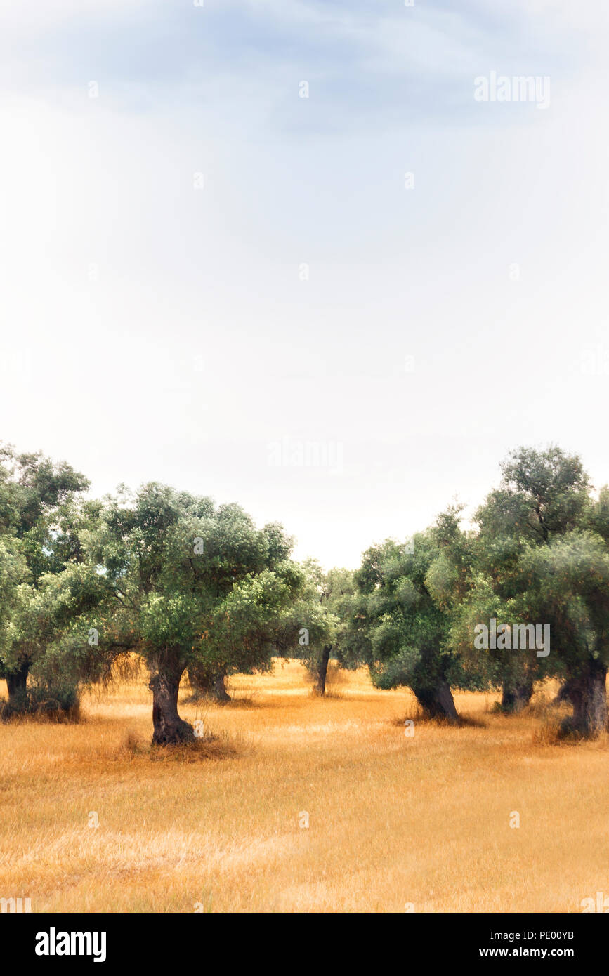 Vertical view of olive tree field with cloudy sky Stock Photo - Alamy