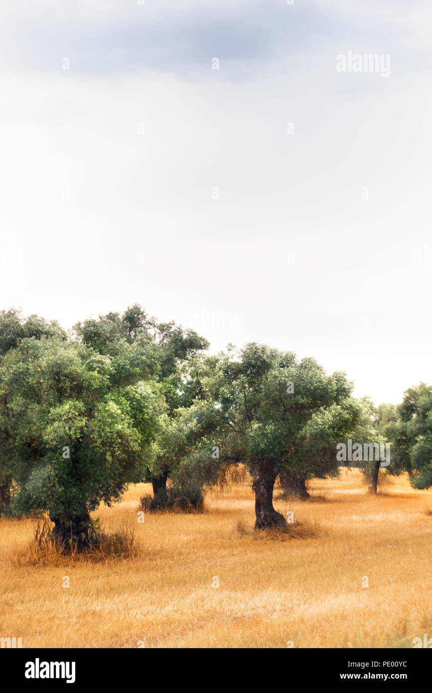 Vertical view of olive tree field with cloudy sky Stock Photo - Alamy
