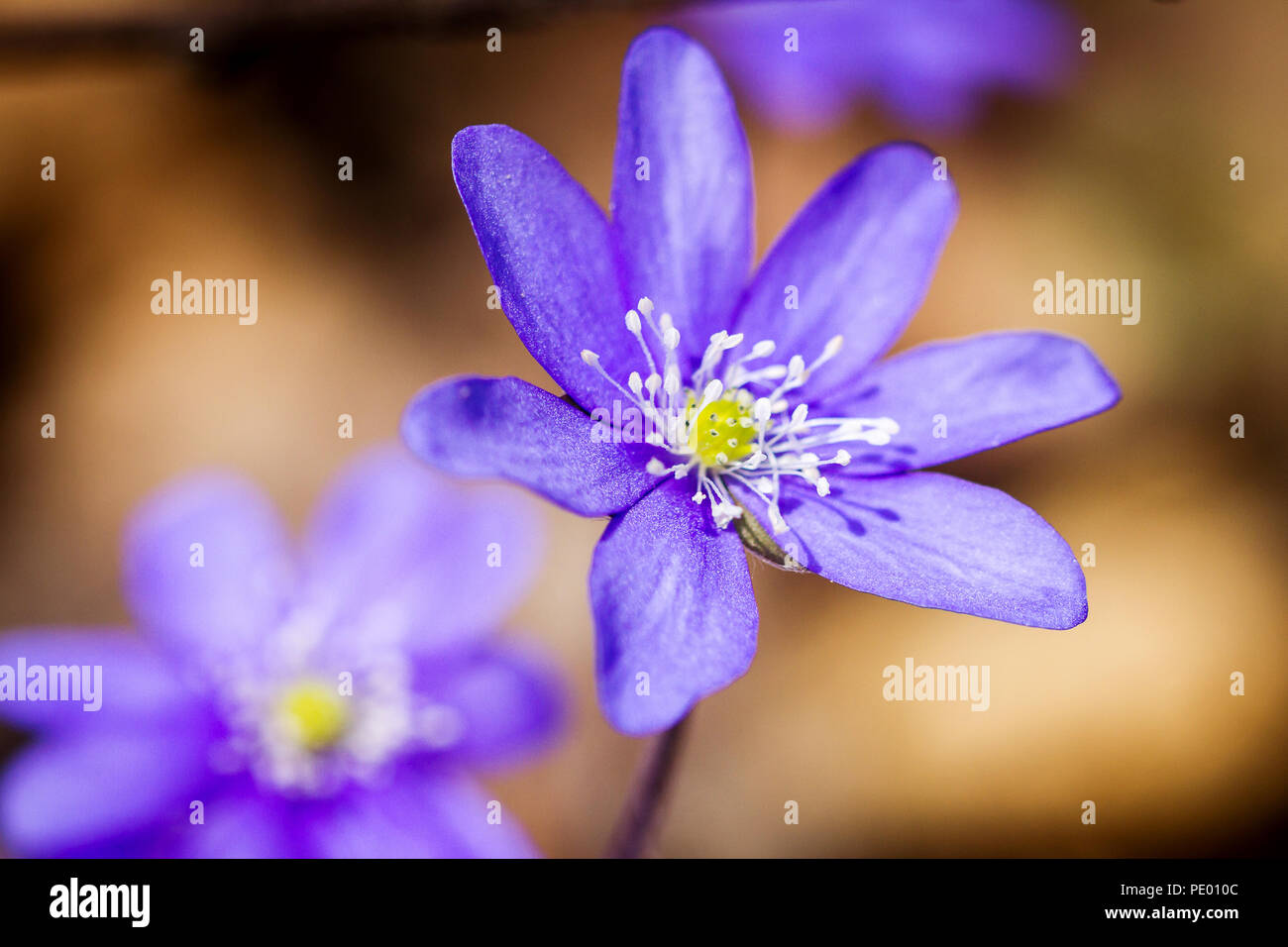 First fresh blue violets in the forest. Blue spring wildflowers ...