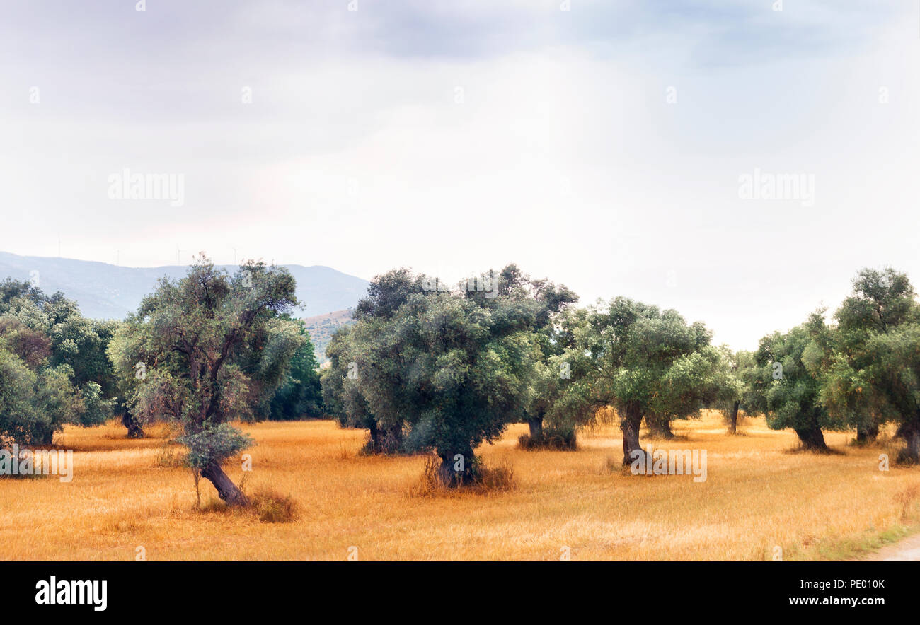 Natural olive tree view hi-res stock photography and images - Alamy