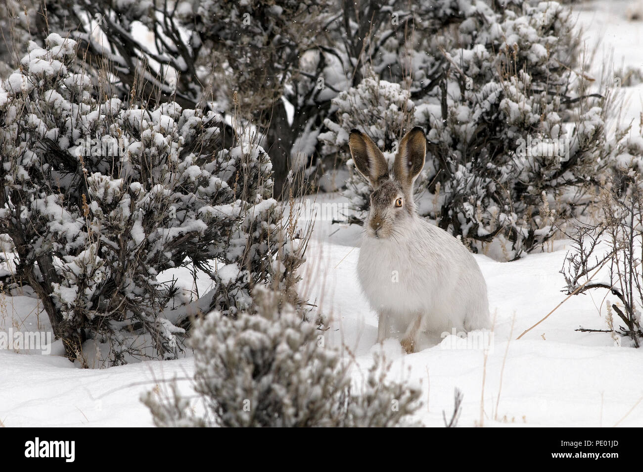 Lièvre blanc neige hi-res stock photography and images - Alamy