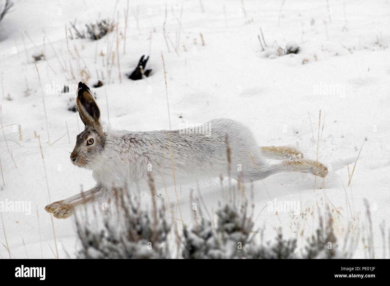 Queue de lievre hi-res stock photography and images - Alamy