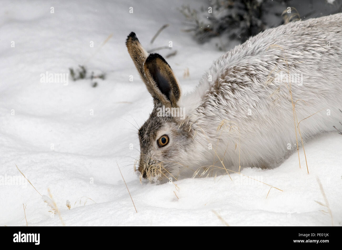 Queue de lievre hi-res stock photography and images - Alamy