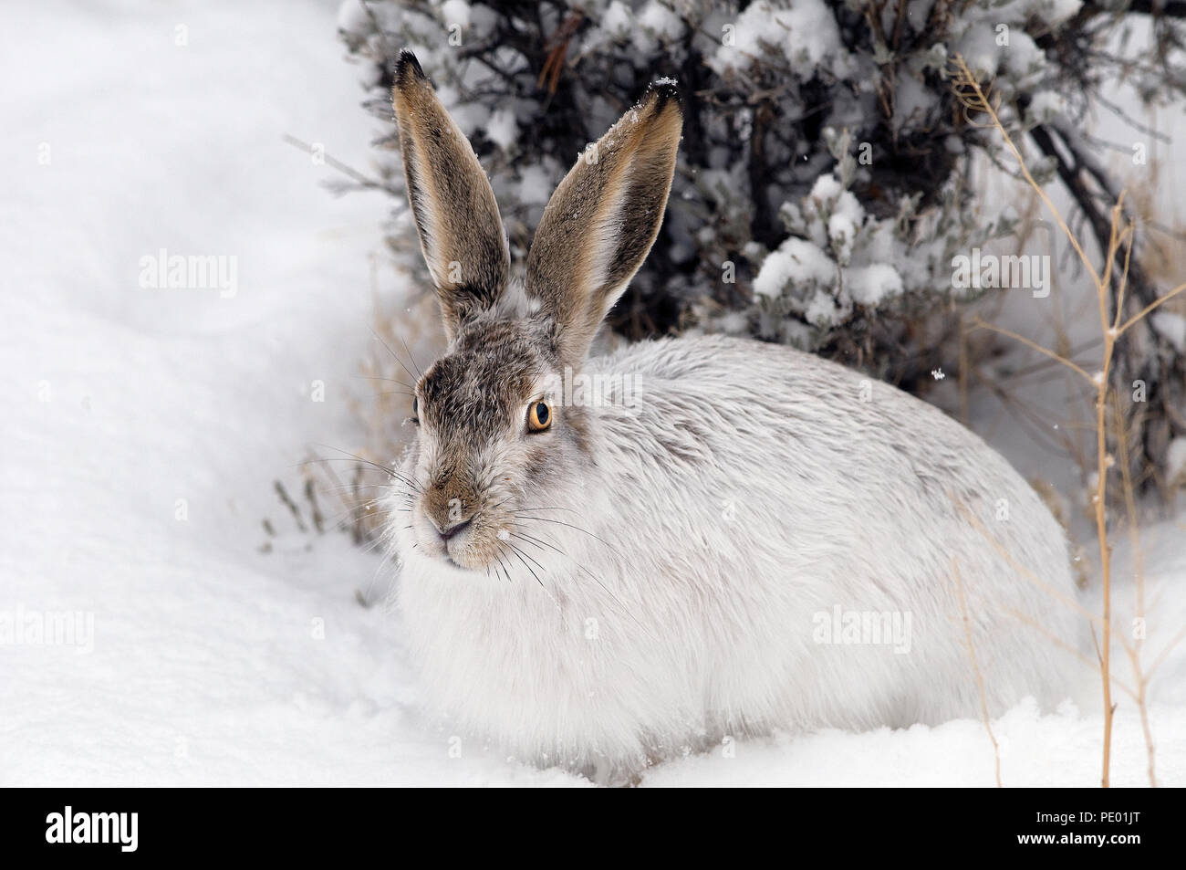 Whitetail Jackrabbit - Prairie Hare - White Jack - in the snow (Lepus ...