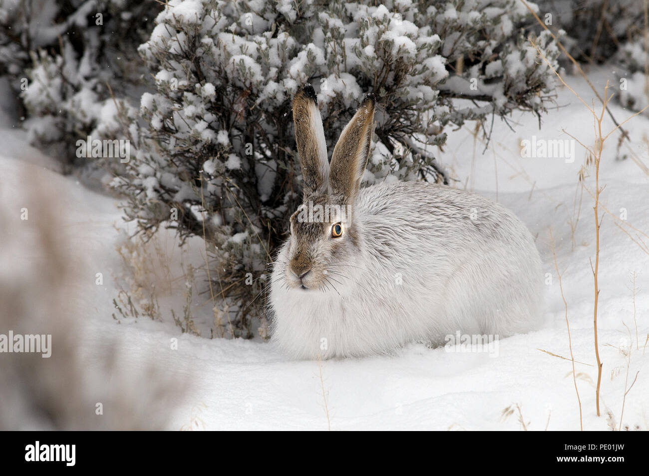 Whitetail Jackrabbit - Prairie Hare - White Jack - in the snow (Lepus ...