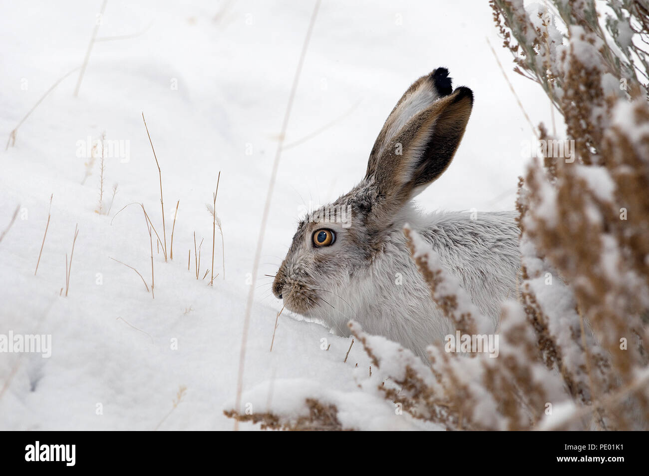 Whitetail Jackrabbit - Prairie Hare - White Jack - in the snow (Lepus ...