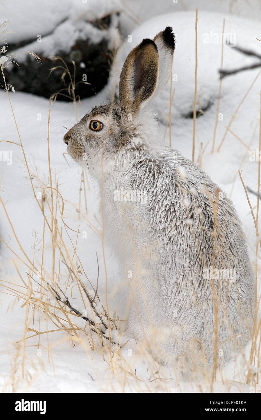 Whitetail Jackrabbit - Prairie Hare - White Jack - in the snow (Lepus ...