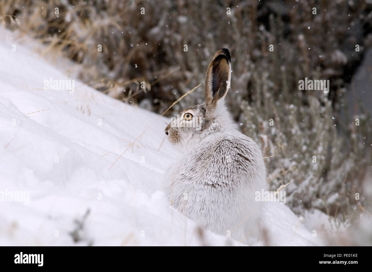 Whitetail Jackrabbit - Prairie Hare - White Jack - in the snow (Lepus ...