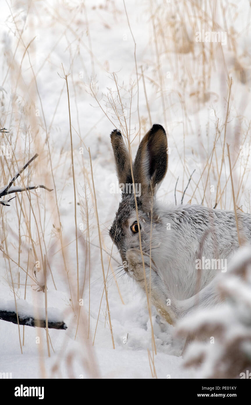 Whitetail Jackrabbit - Prairie Hare - White Jack - in the snow (Lepus ...