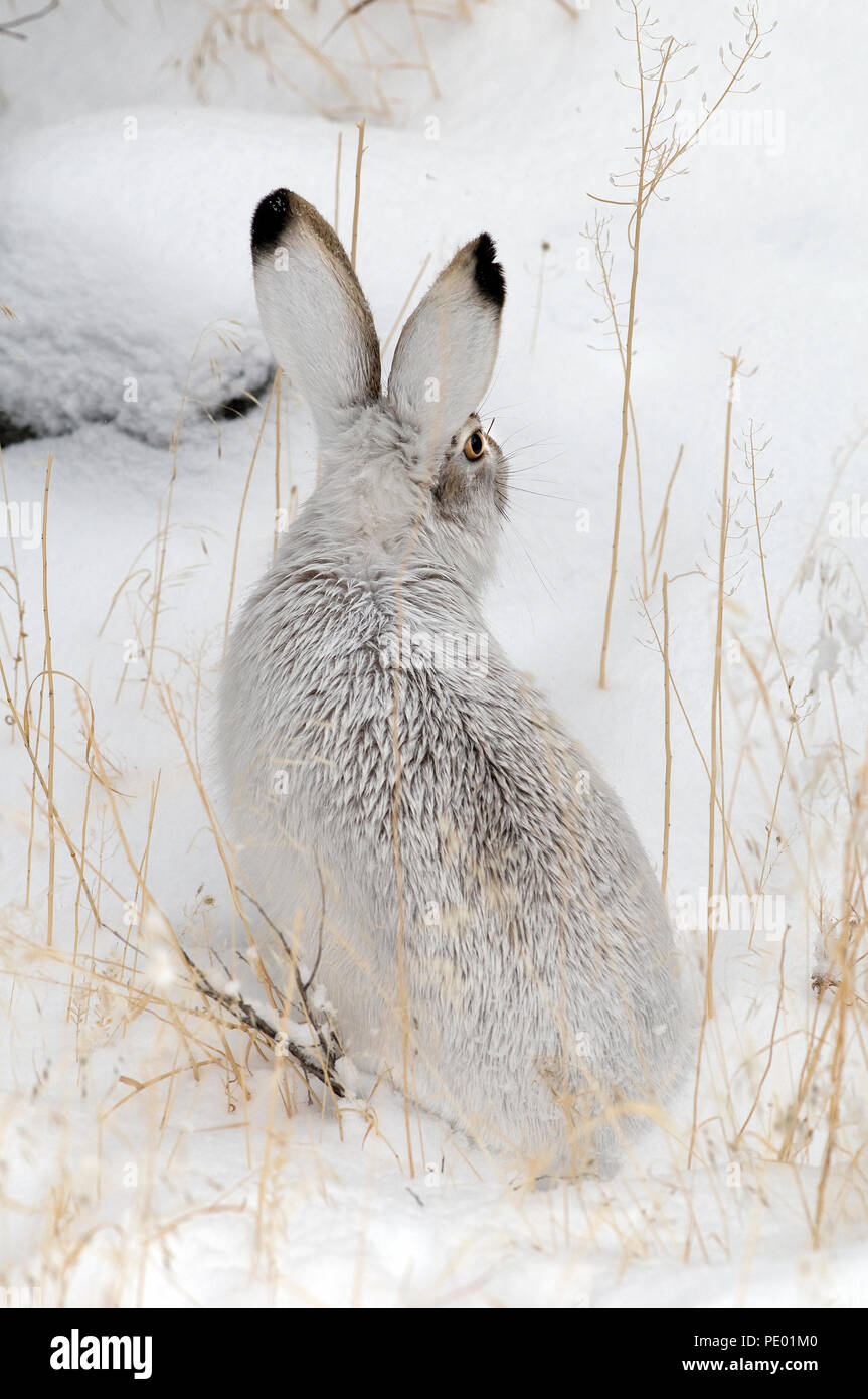 Whitetail Jackrabbit - Prairie Hare - White Jack - in the snow (Lepus ...
