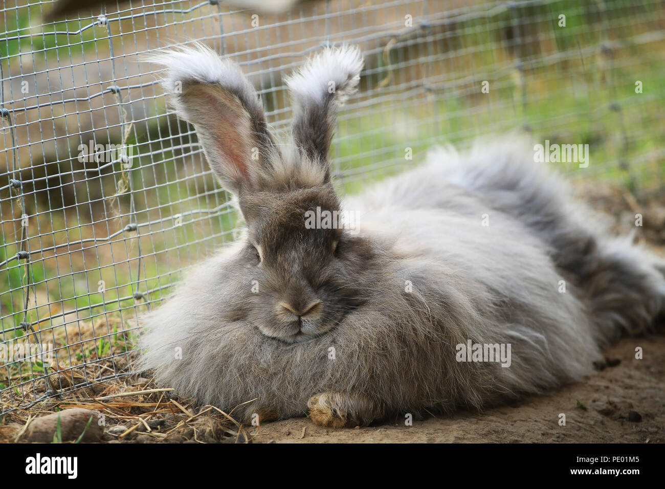 Angora rabbit hi-res stock photography and images - Alamy