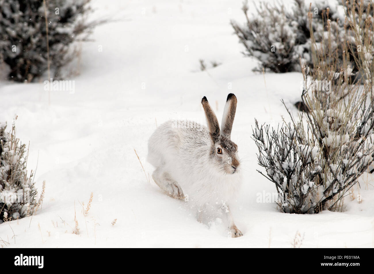 Whitetail Jackrabbit - Prairie Hare - White Jack - in the snow (Lepus ...
