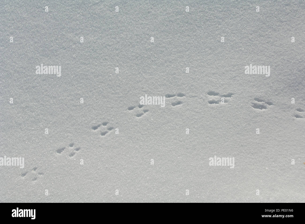 Whitetail Jackrabbit - Prairie Hare - White Jack - tracks in the snow ...