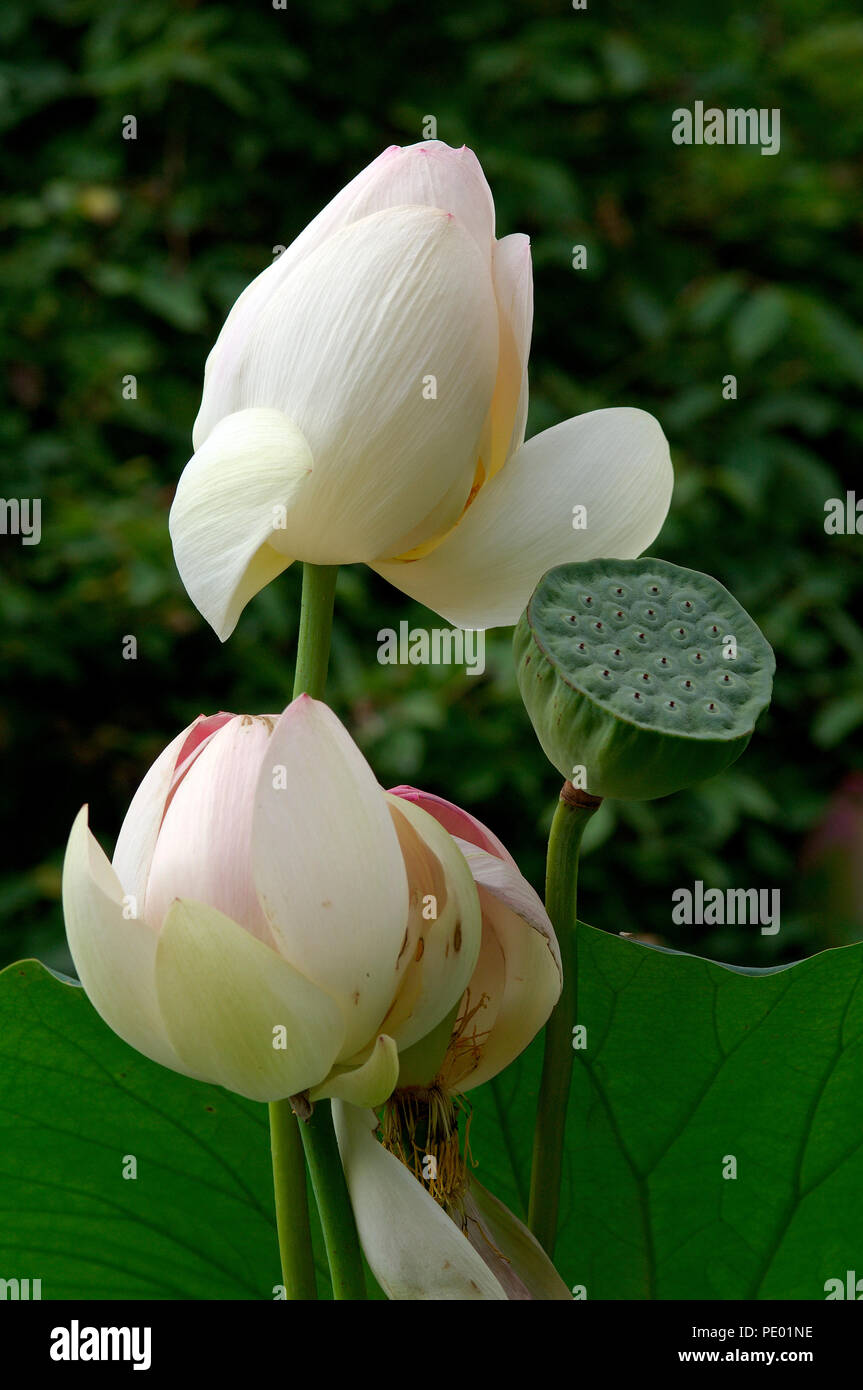 Sacred Lotus - (Nelumbo nucifera) Lotus sacré Stock Photo - Alamy