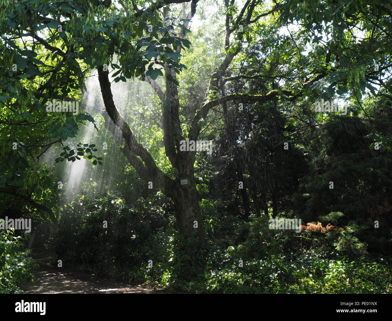 Lush green tree in the botanical gardens of Cologne Stock Photo - Alamy