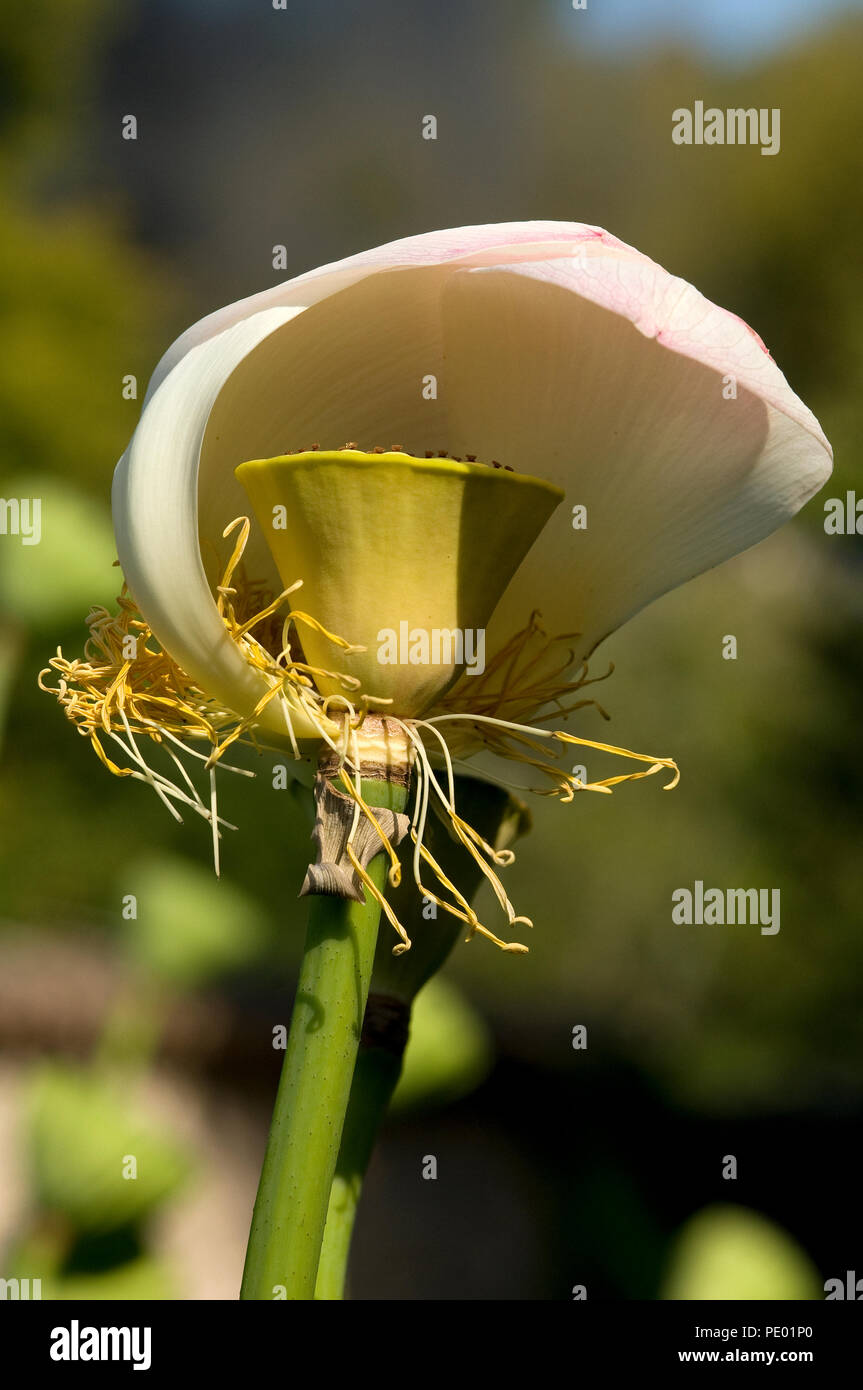 Fruit of lotus flower hi-res stock photography and images - Alamy