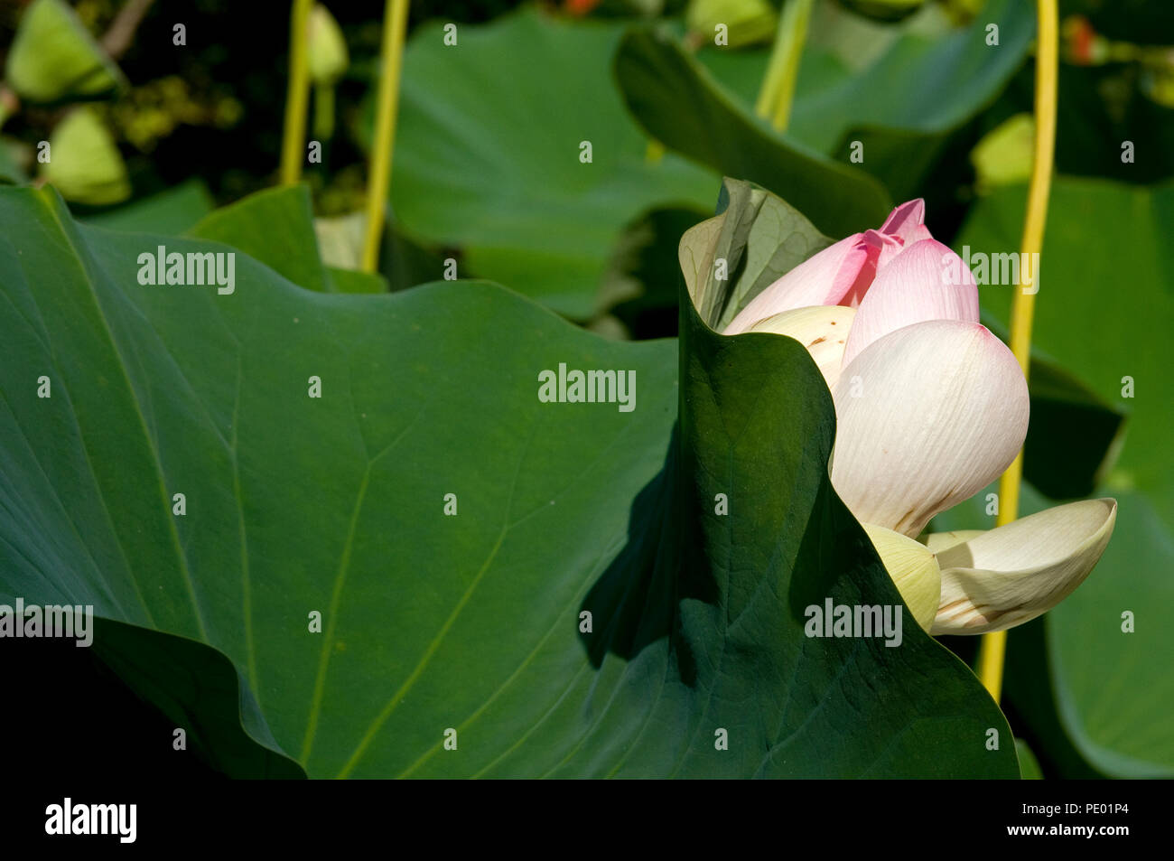 Sacred Lotus - (Nelumbo nucifera) Lotus sacré Stock Photo - Alamy
