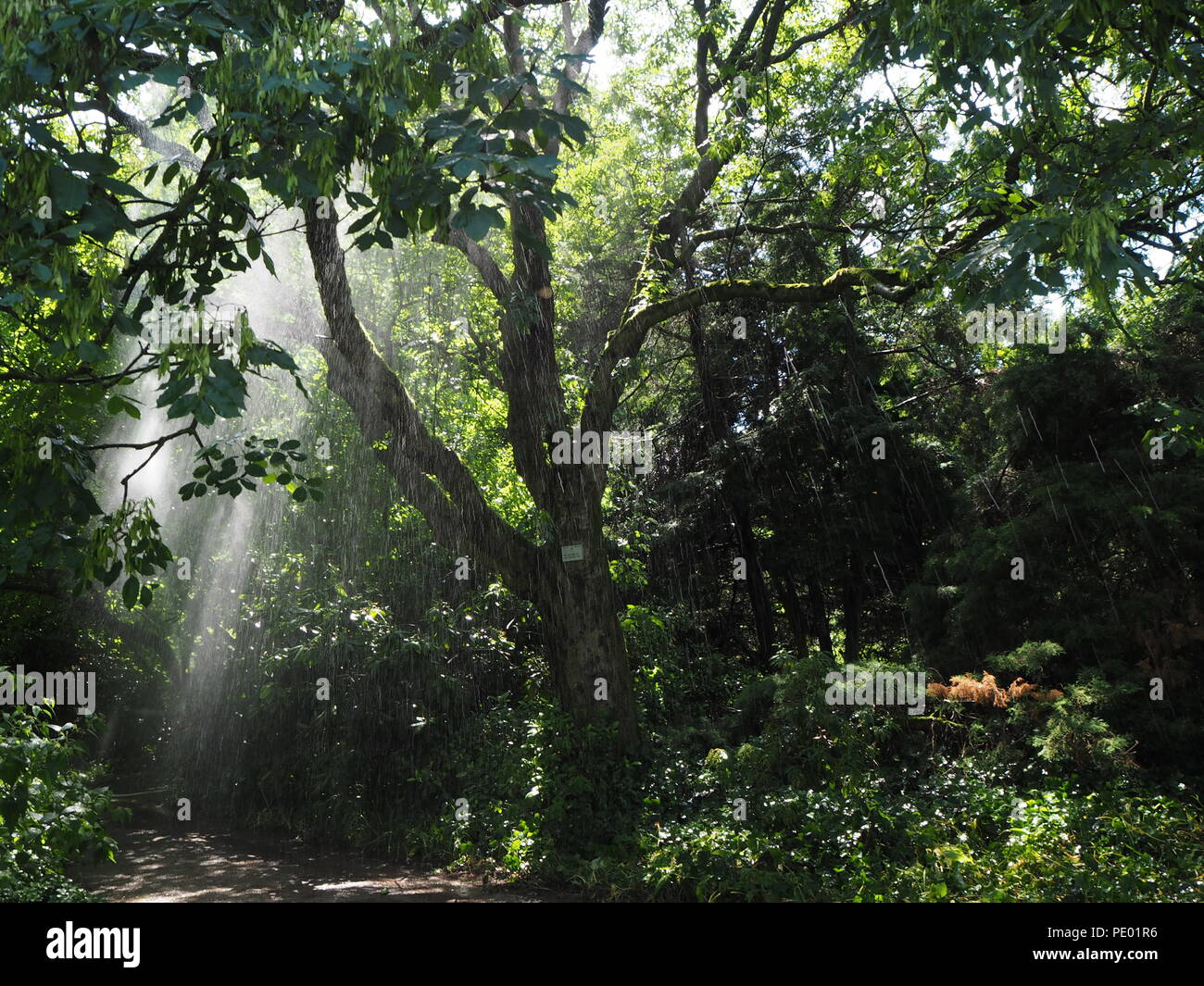 Lush green tree in the botanical gardens of Cologne Stock Photo - Alamy
